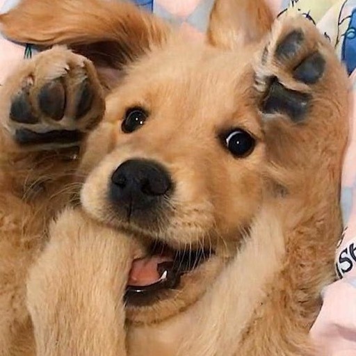 dull (@dull_young) | 뽈레 Polle