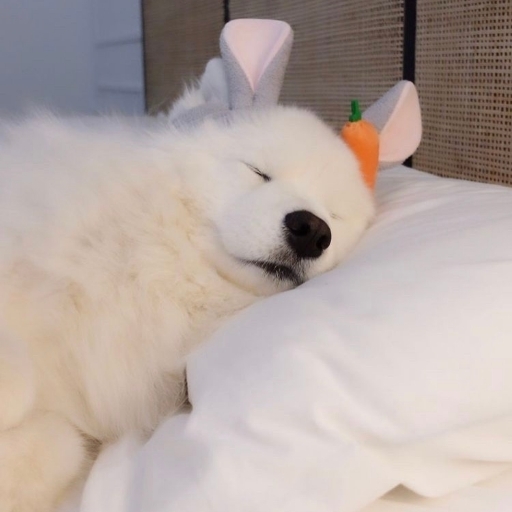 YNZ (@YNZ) | 뽈레 Polle