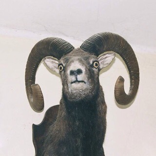 LAMBDA (@SimpleLambda) | 뽈레 Polle